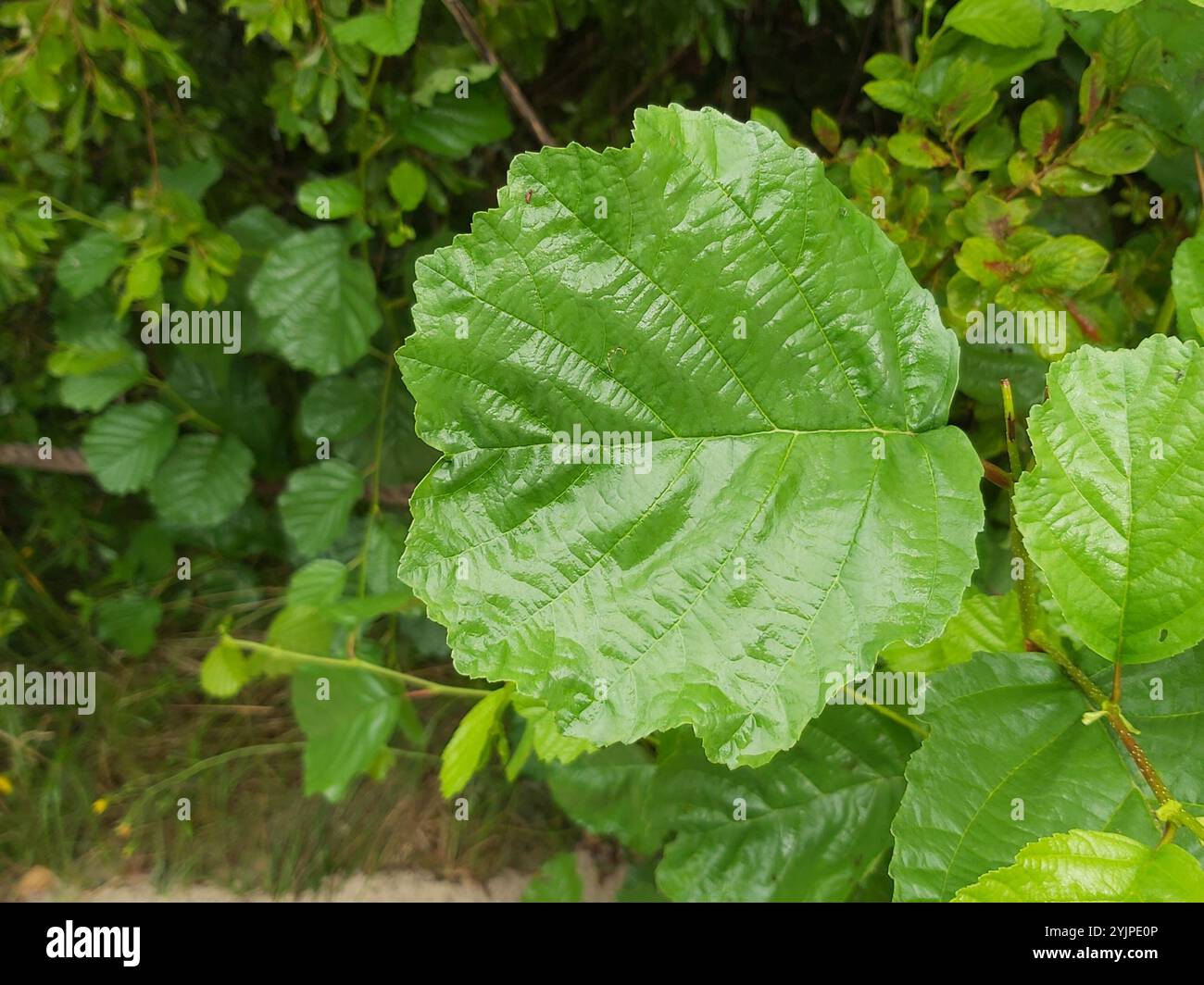 common alder (Alnus glutinosa Stock Photo - Alamy