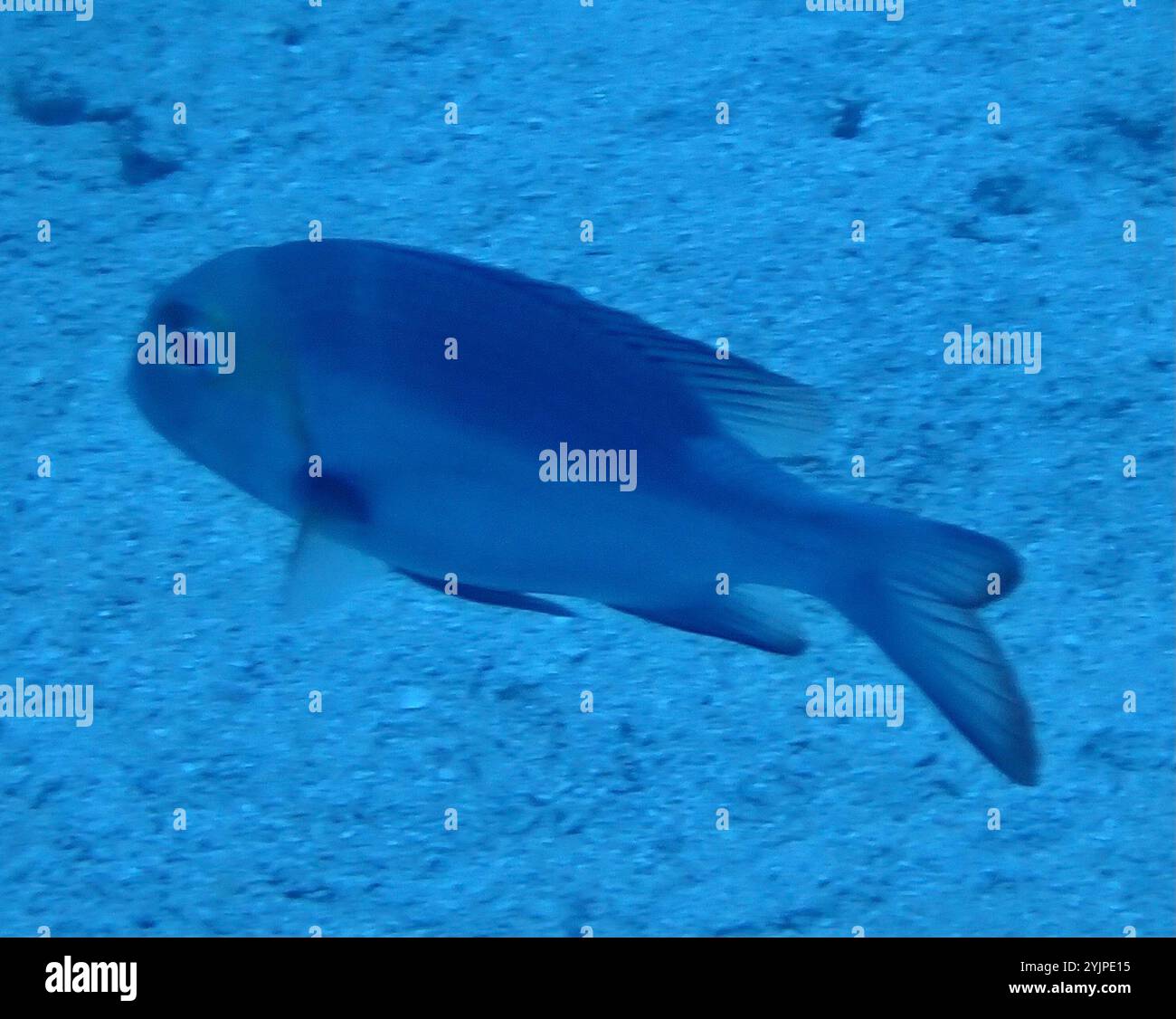 Humpnose Bigeye Bream (Monotaxis grandoculis Stock Photo - Alamy