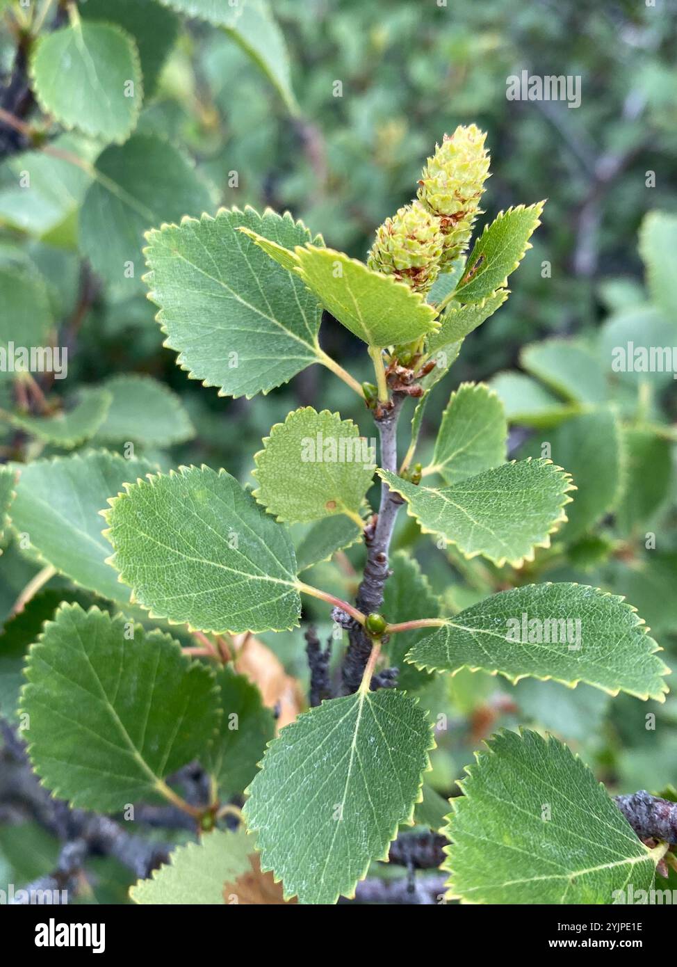 Downy Birch (Betula pubescens Stock Photo - Alamy