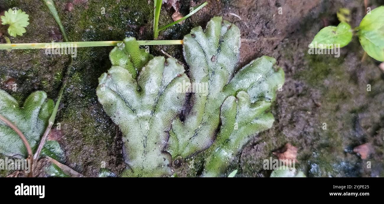 (Marchantia polymorpha polymorpha Stock Photo - Alamy