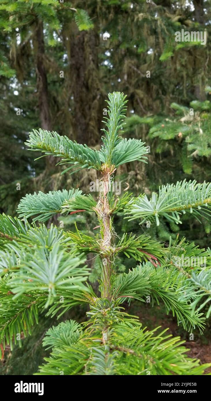 Pacific silver fir (Abies amabilis Stock Photo - Alamy