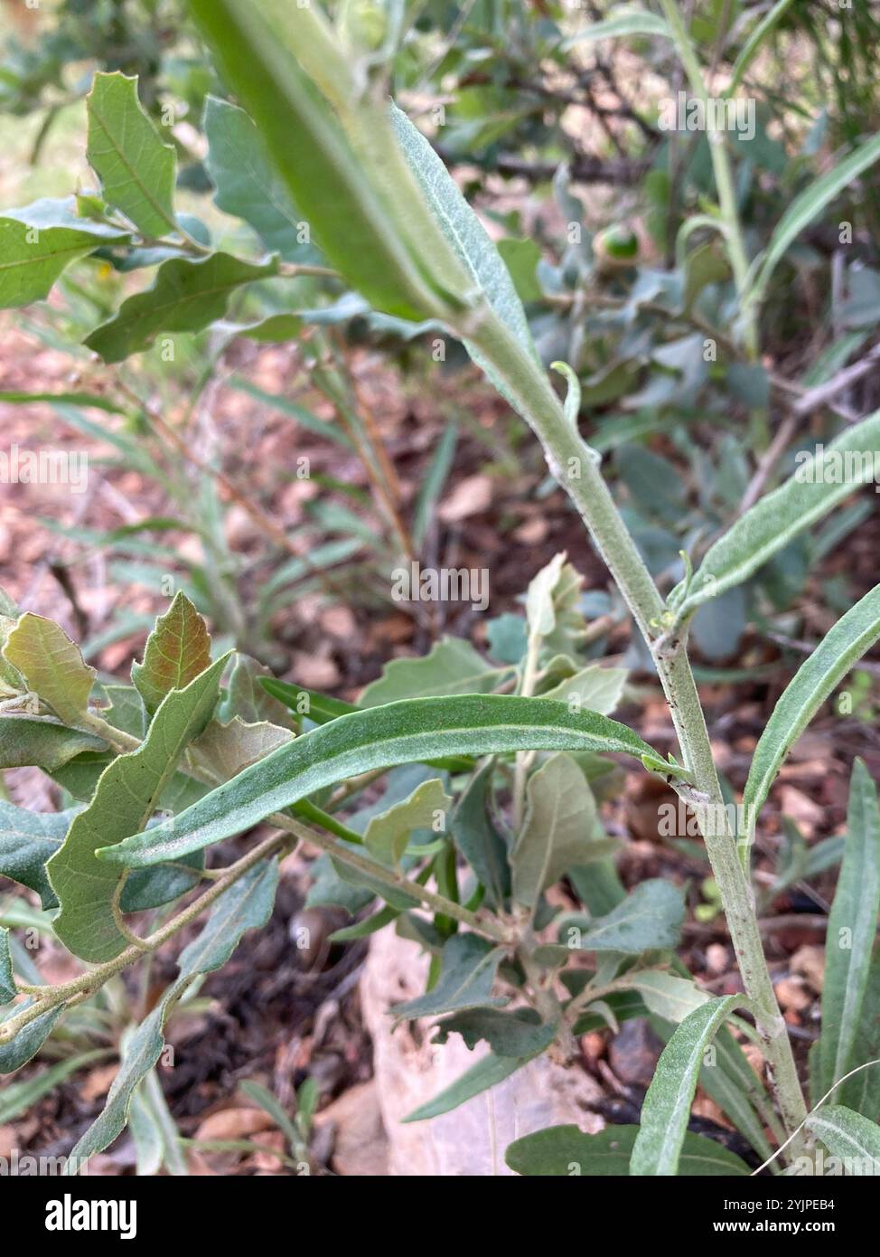 White Mountain Ragwort (Packera cynthioides Stock Photo - Alamy