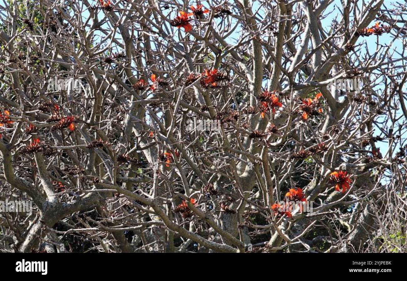 South African Coral Tree (Erythrina caffra Stock Photo - Alamy