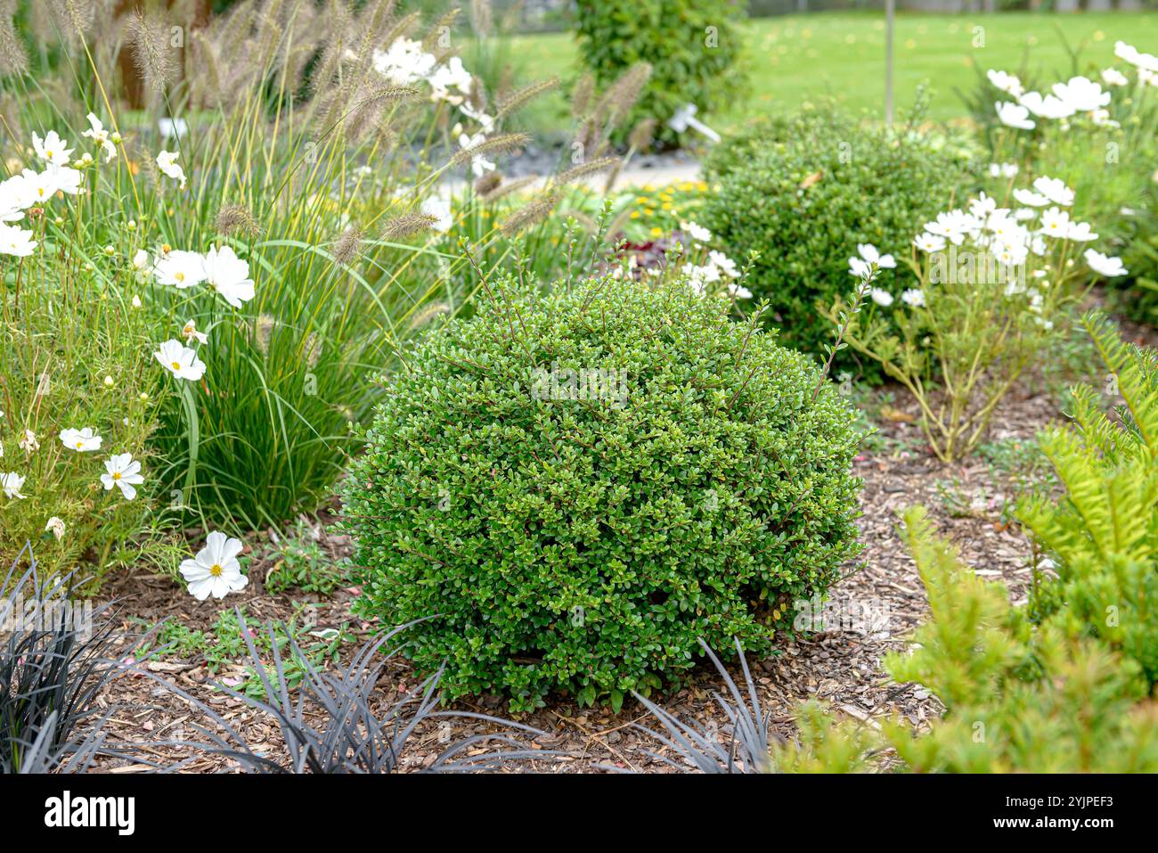 Ilex Crenata Glory Gem