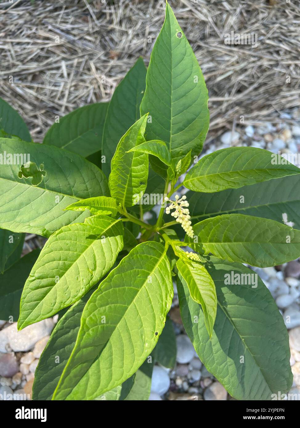 American pokeweed (Phytolacca americana Stock Photo - Alamy