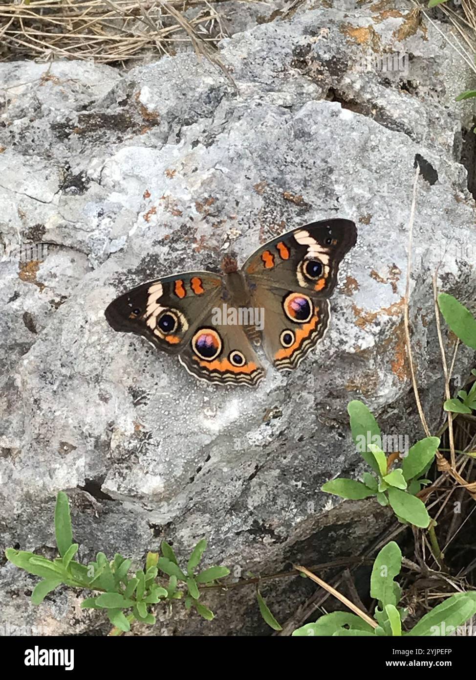 Common Buckeye (Junonia coenia Stock Photo - Alamy