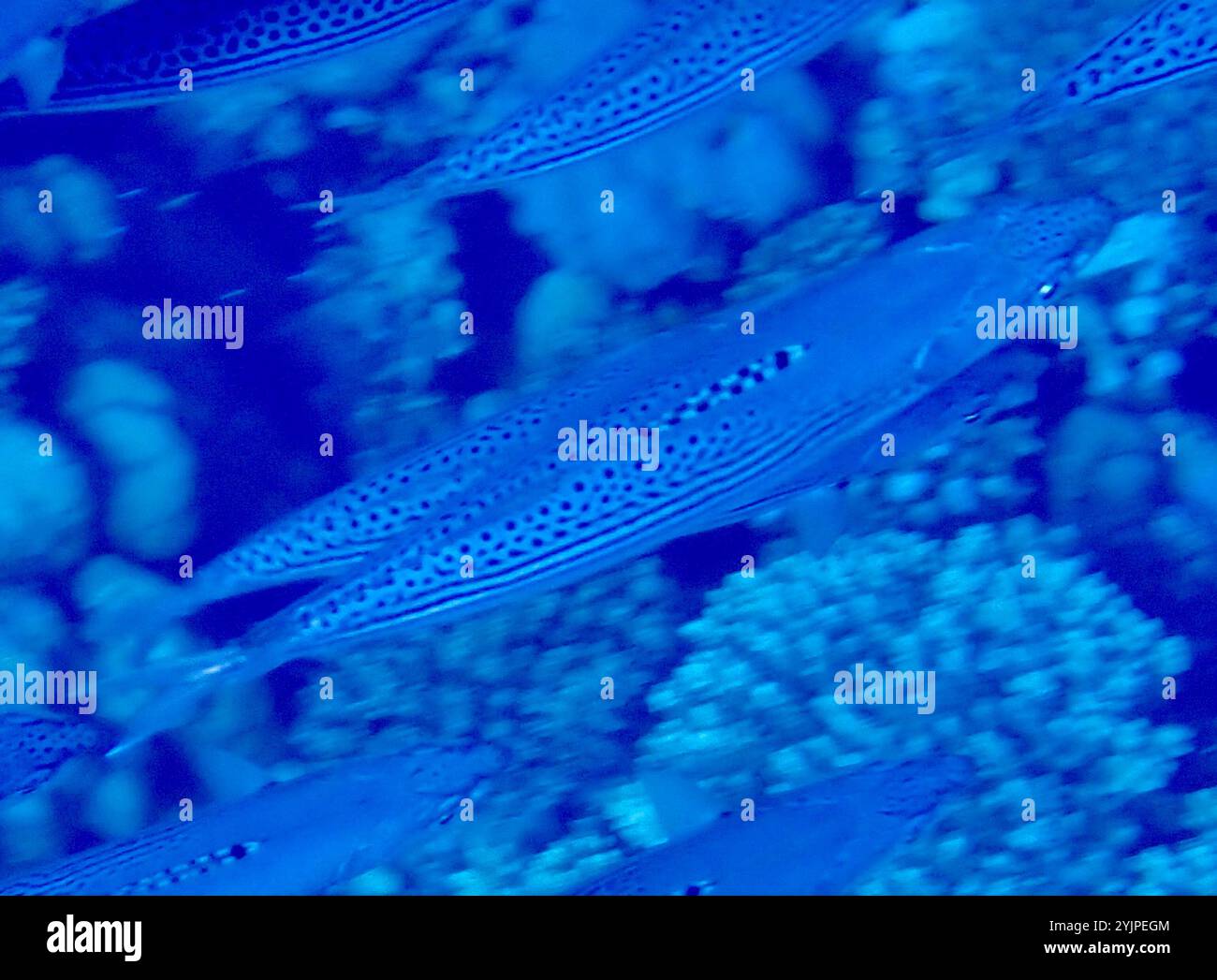 Longjaw Mackerel (Rastrelliger kanagurta Stock Photo - Alamy