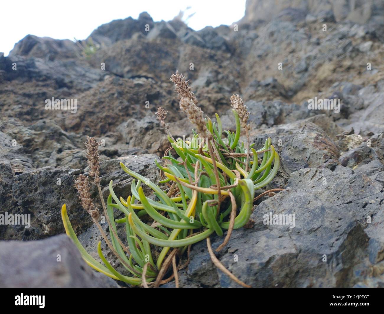 Sea Plantain (Plantago maritima Stock Photo - Alamy