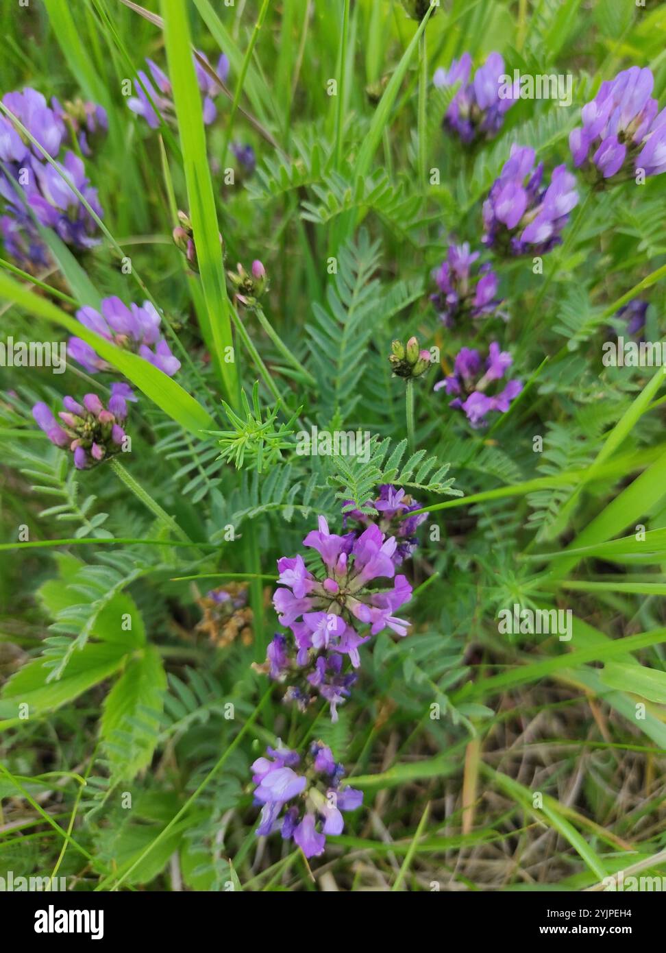 Purple Milk-vetch (Astragalus danicus Stock Photo - Alamy
