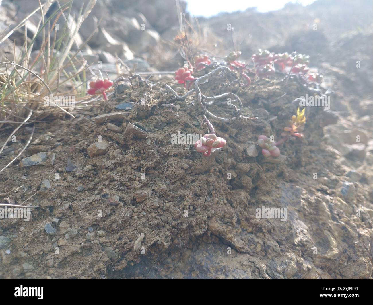 Oregon Stonecrop (Sedum oreganum Stock Photo - Alamy