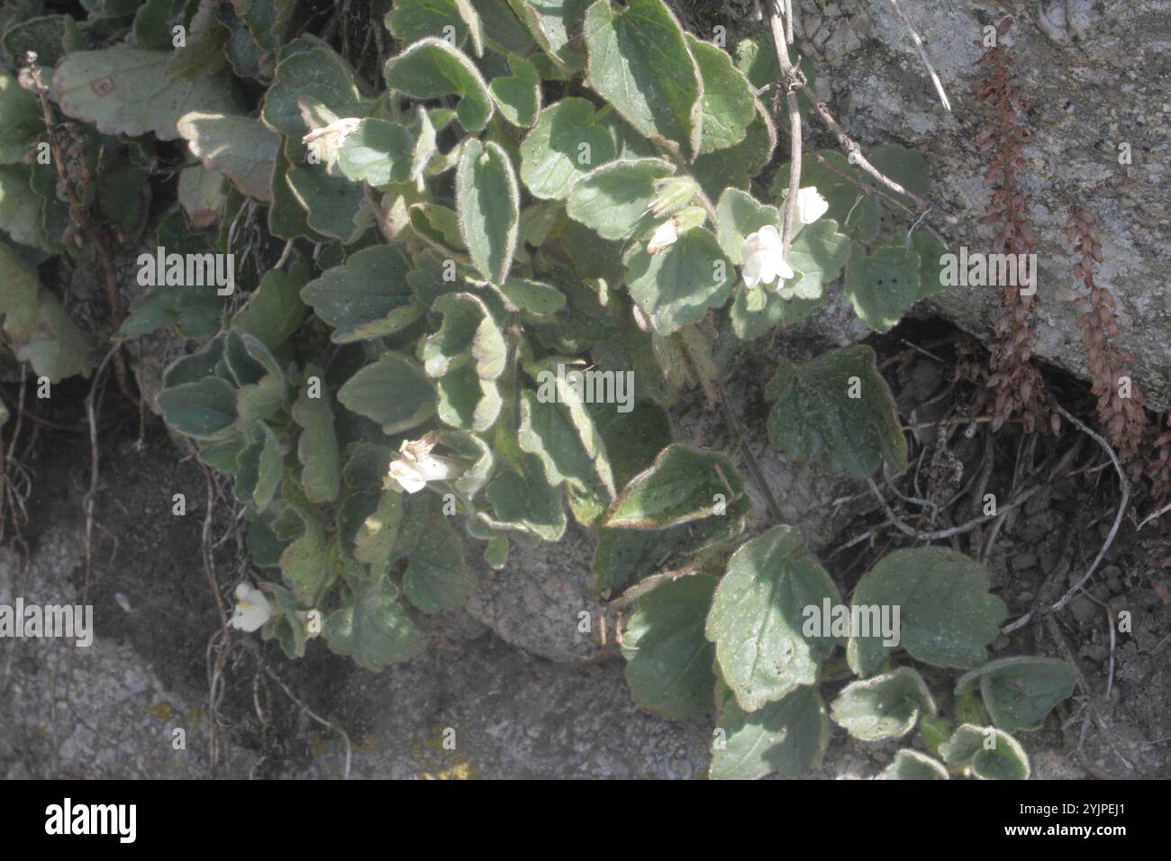 Trailing snapdragon hi-res stock photography and images - Alamy
