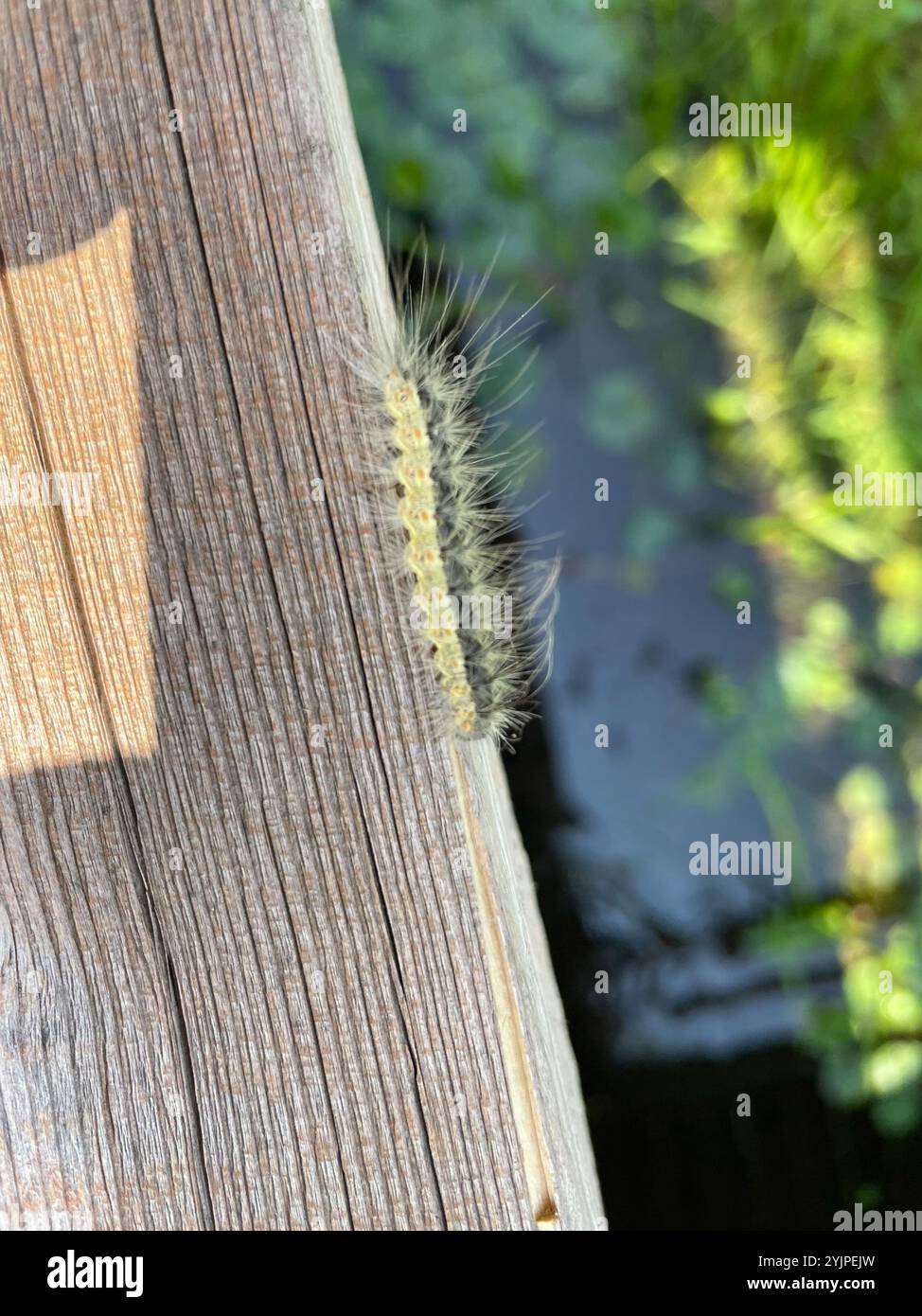 Fall Webworm Moth (Hyphantria cunea Stock Photo - Alamy