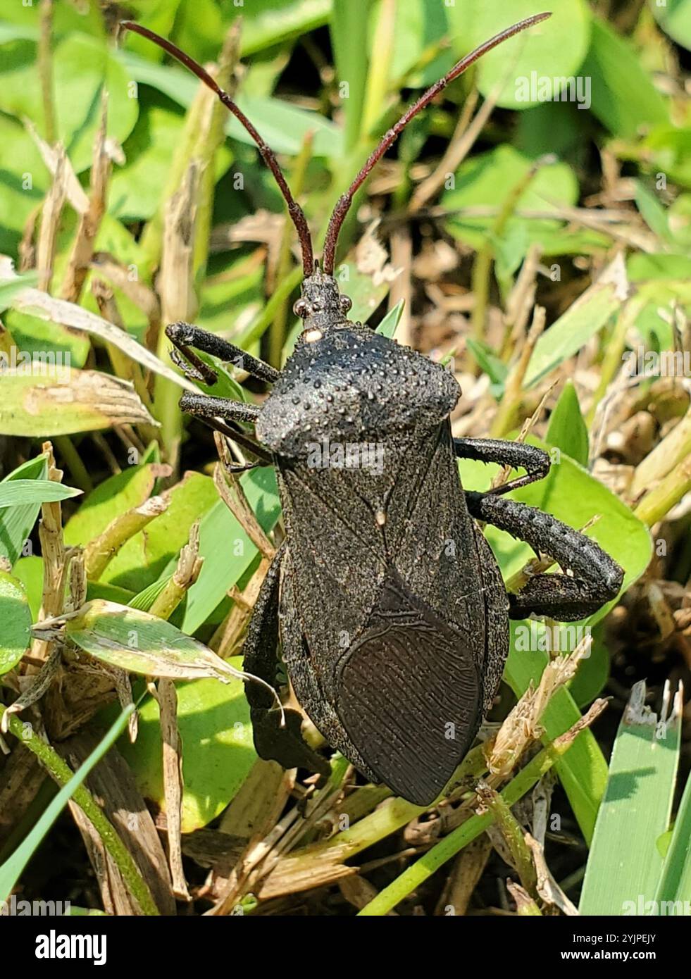Florida Leaf-footed Bug (Acanthocephala femorata Stock Photo - Alamy