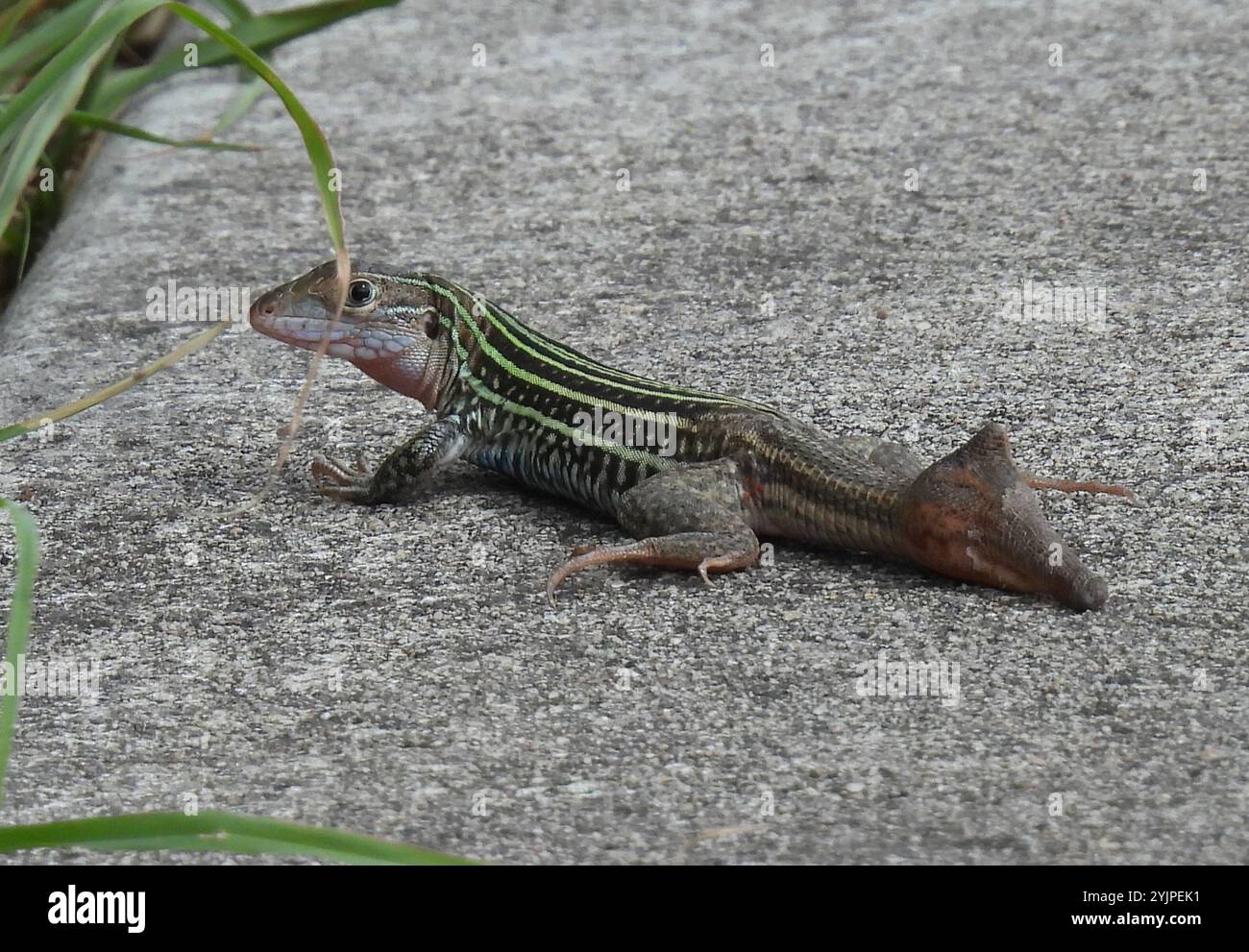 Common Spotted Whiptail (Aspidoscelis gularis Stock Photo - Alamy