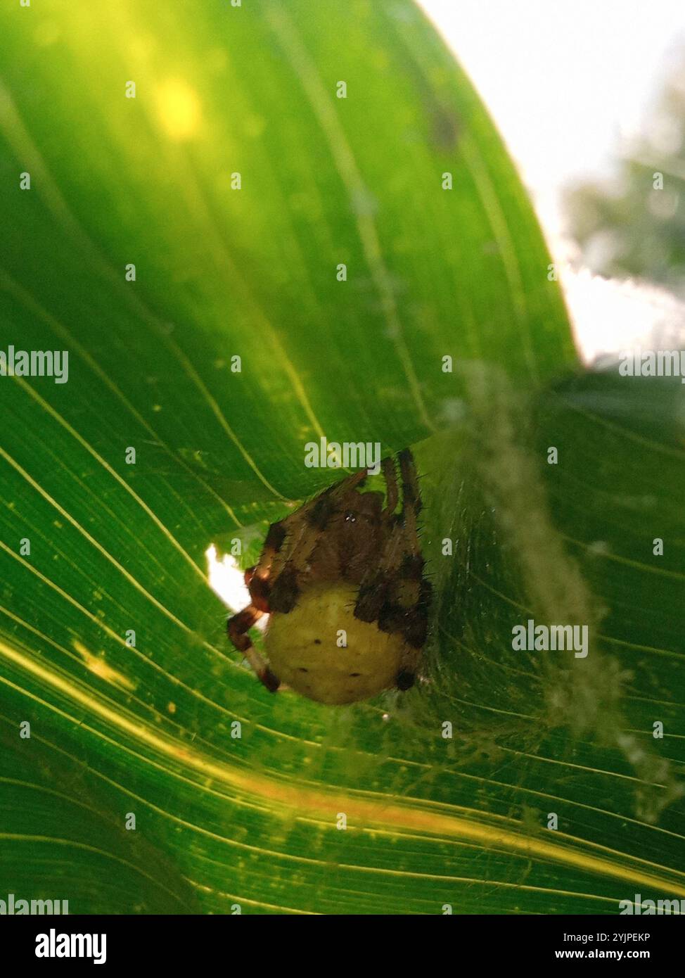 Four-spot Orbweaver (Araneus quadratus Stock Photo - Alamy