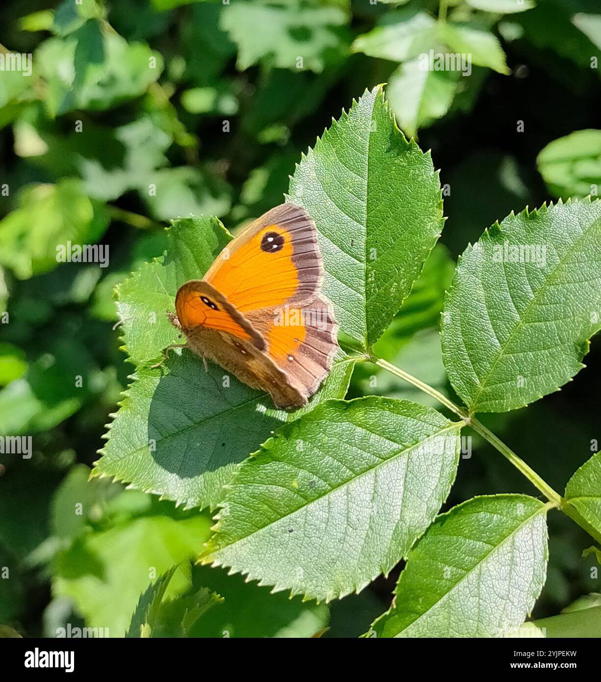 Gatekeeper (Pyronia tithonus Stock Photo - Alamy