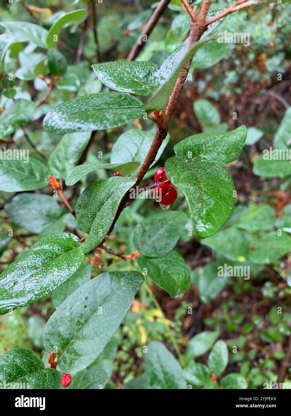 Canadian buffalo-berry (Shepherdia canadensis Stock Photo - Alamy