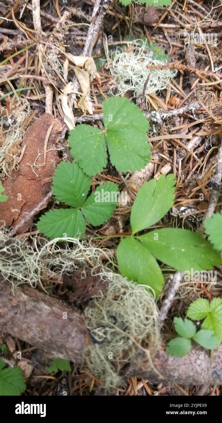 Roughfruit Raspberry (Rubus lasiococcus Stock Photo - Alamy