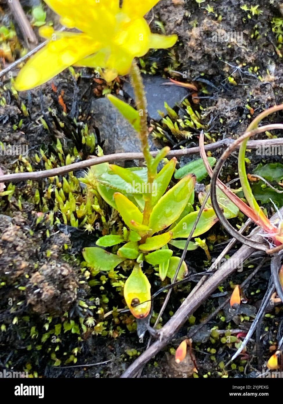 Saxifraga hirculus hi-res stock photography and images - Alamy
