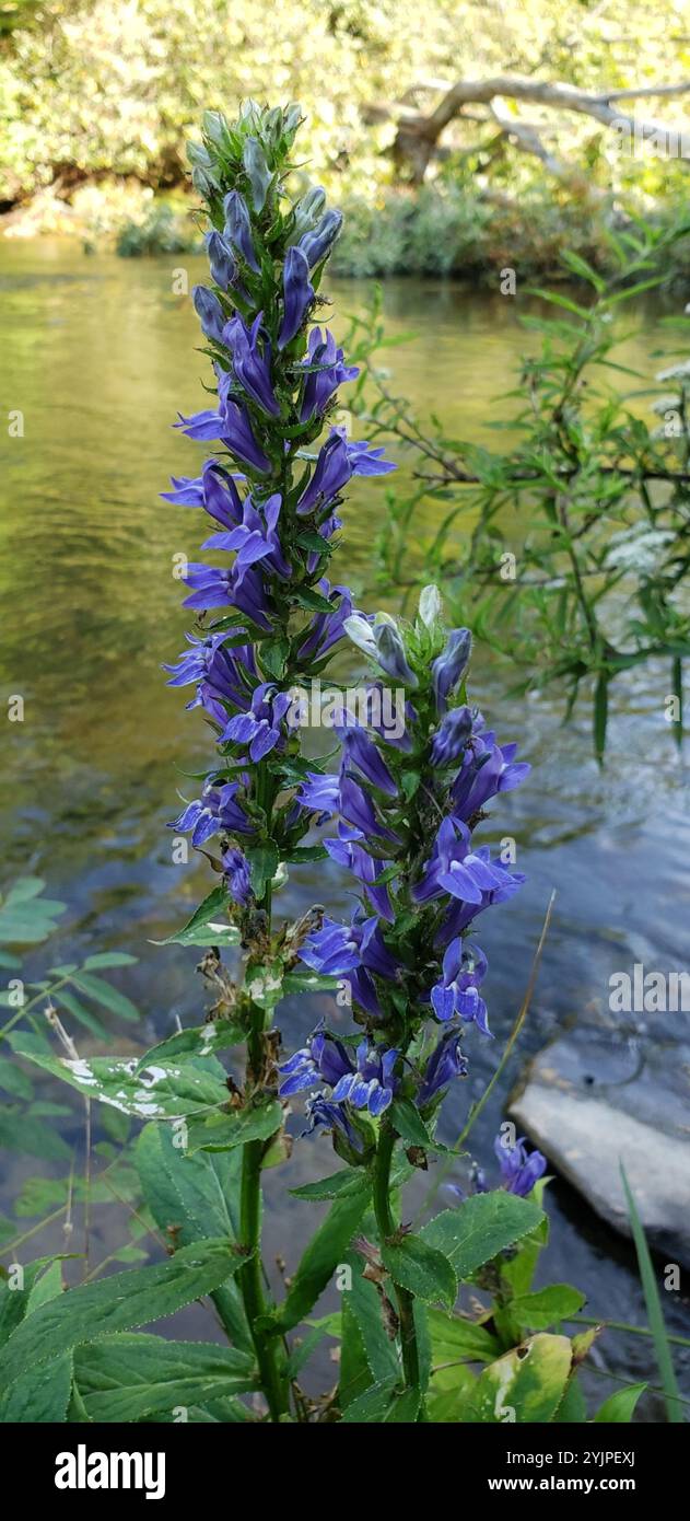 great blue lobelia (Lobelia siphilitica Stock Photo - Alamy