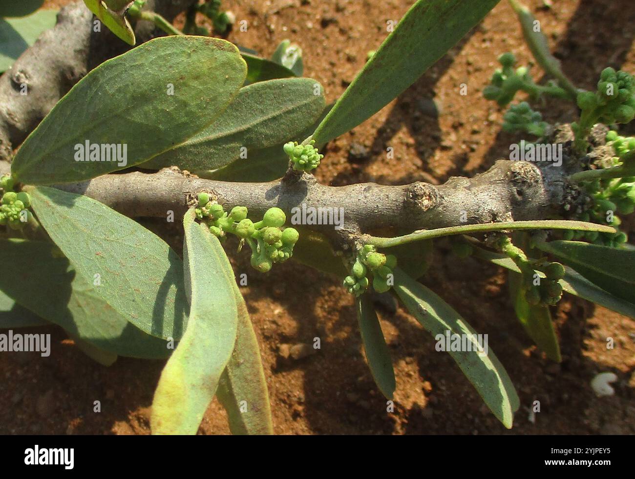 staff-vine family (Celastraceae Stock Photo - Alamy