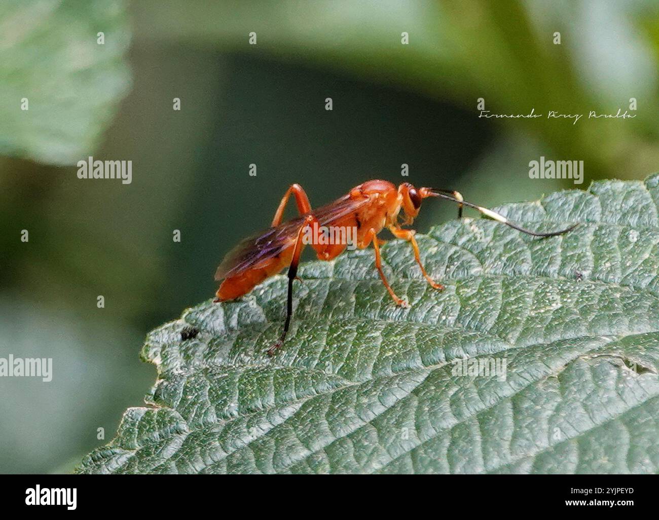 Ichneumonid and Braconid Wasps (Ichneumonoidea Stock Photo - Alamy