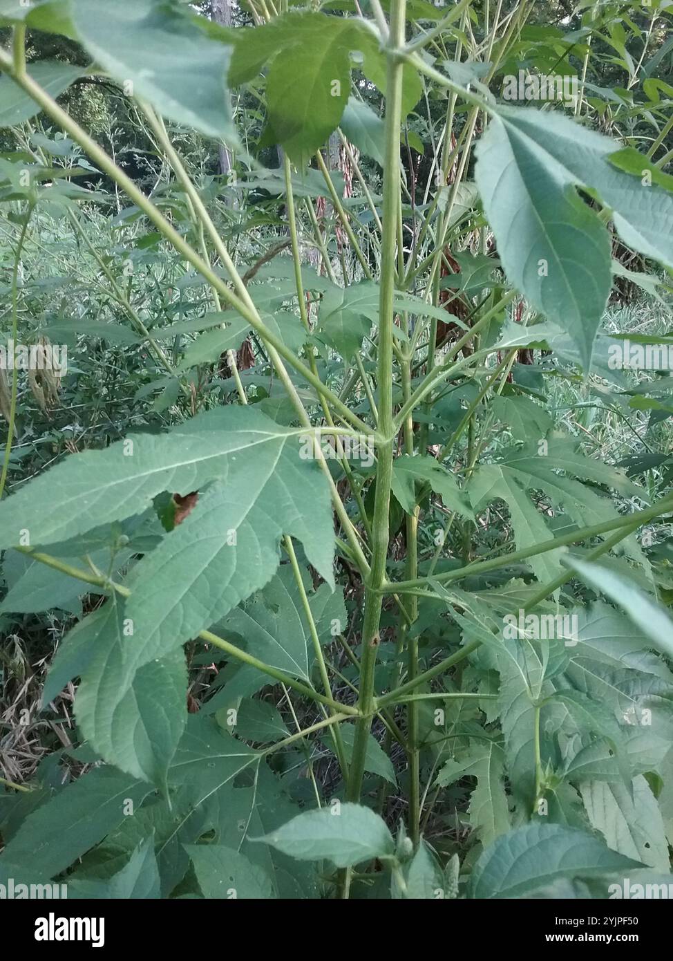 giant ragweed (Ambrosia trifida Stock Photo - Alamy