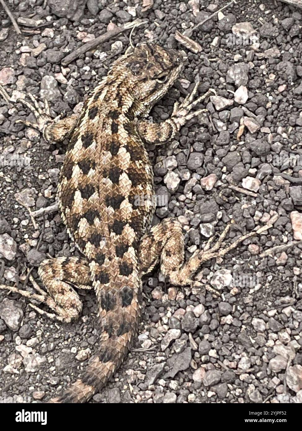 Coast Range Fence Lizard (Sceloporus occidentalis bocourtii Stock Photo ...