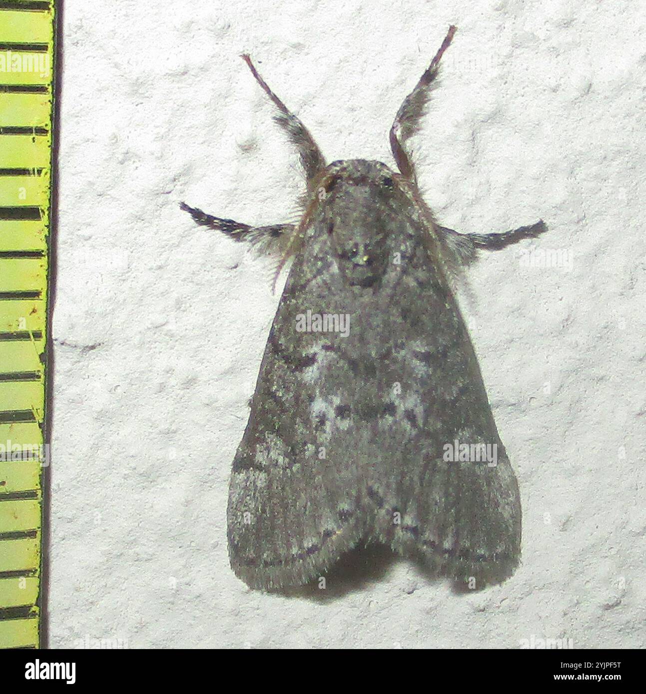 Tussock Moths (Lymantriinae Stock Photo - Alamy