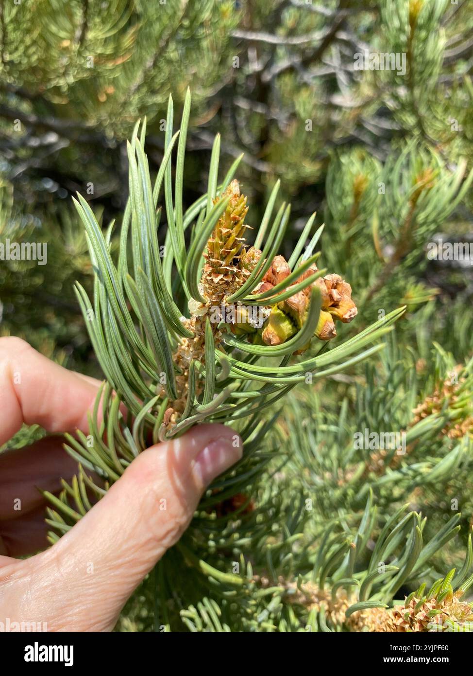 Colorado Pinyon (Pinus edulis Stock Photo - Alamy