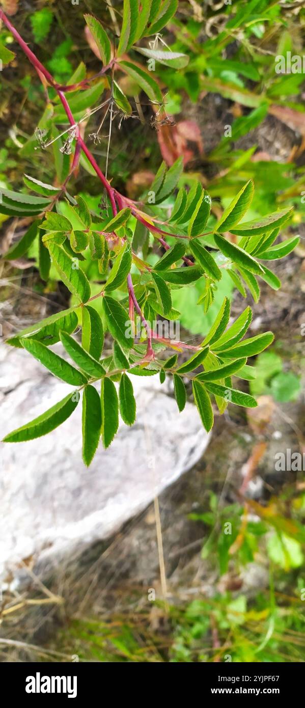 Cinnamon Rose (Rosa majalis Stock Photo - Alamy