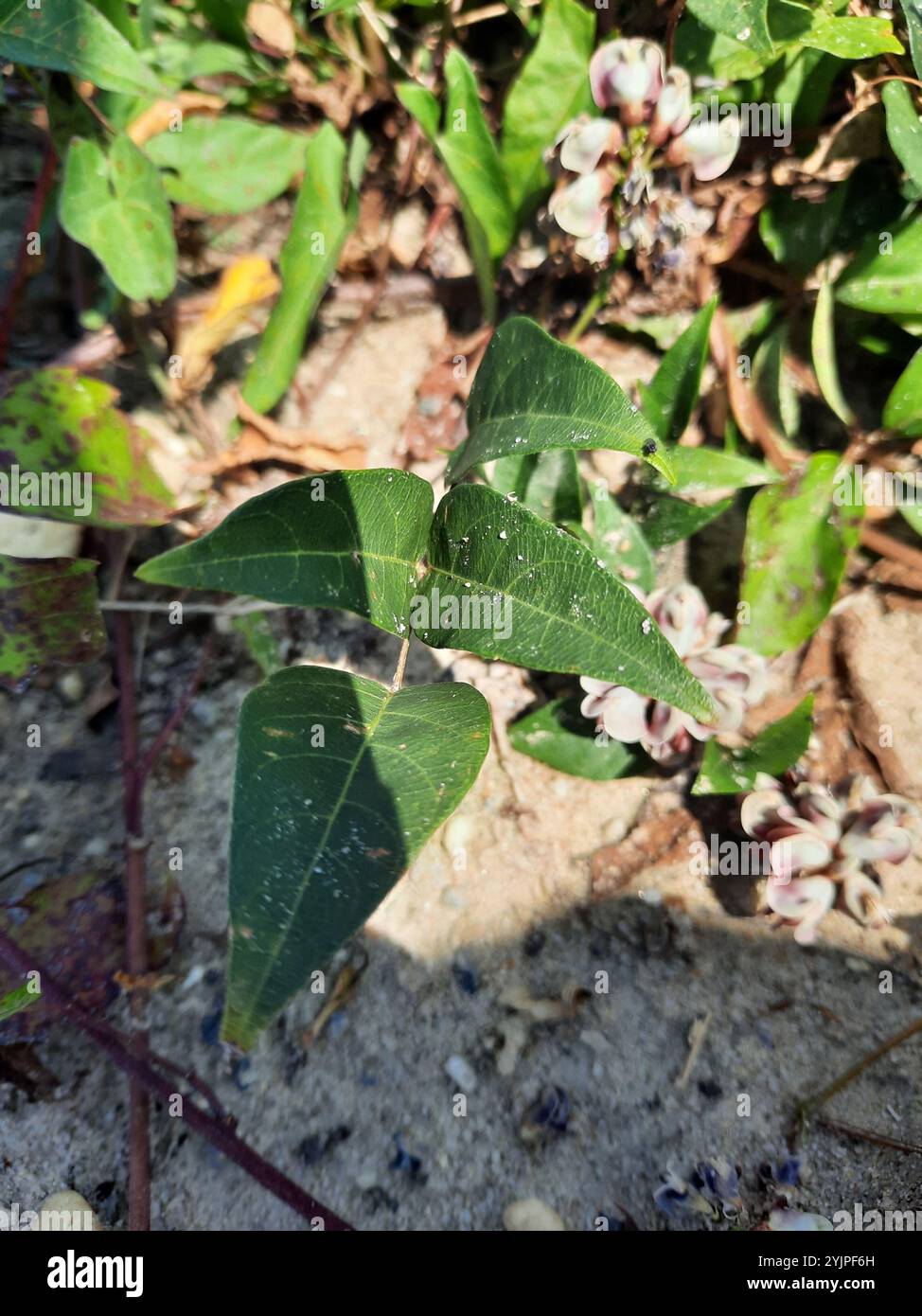 American groundnut (Apios americana Stock Photo - Alamy