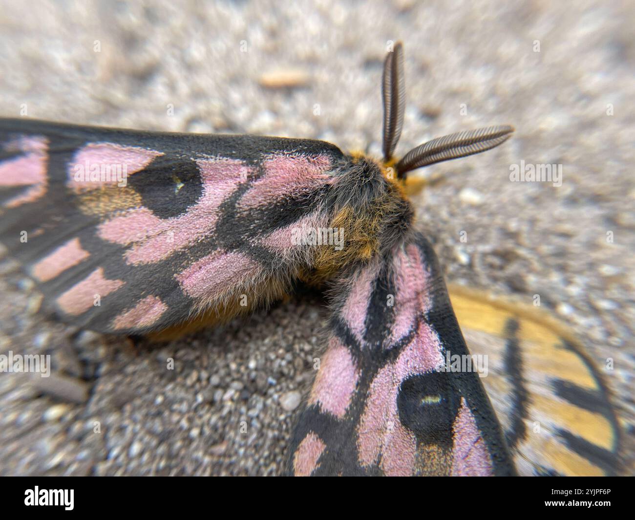 Western Sheep Moth (Hemileuca eglanterina Stock Photo - Alamy
