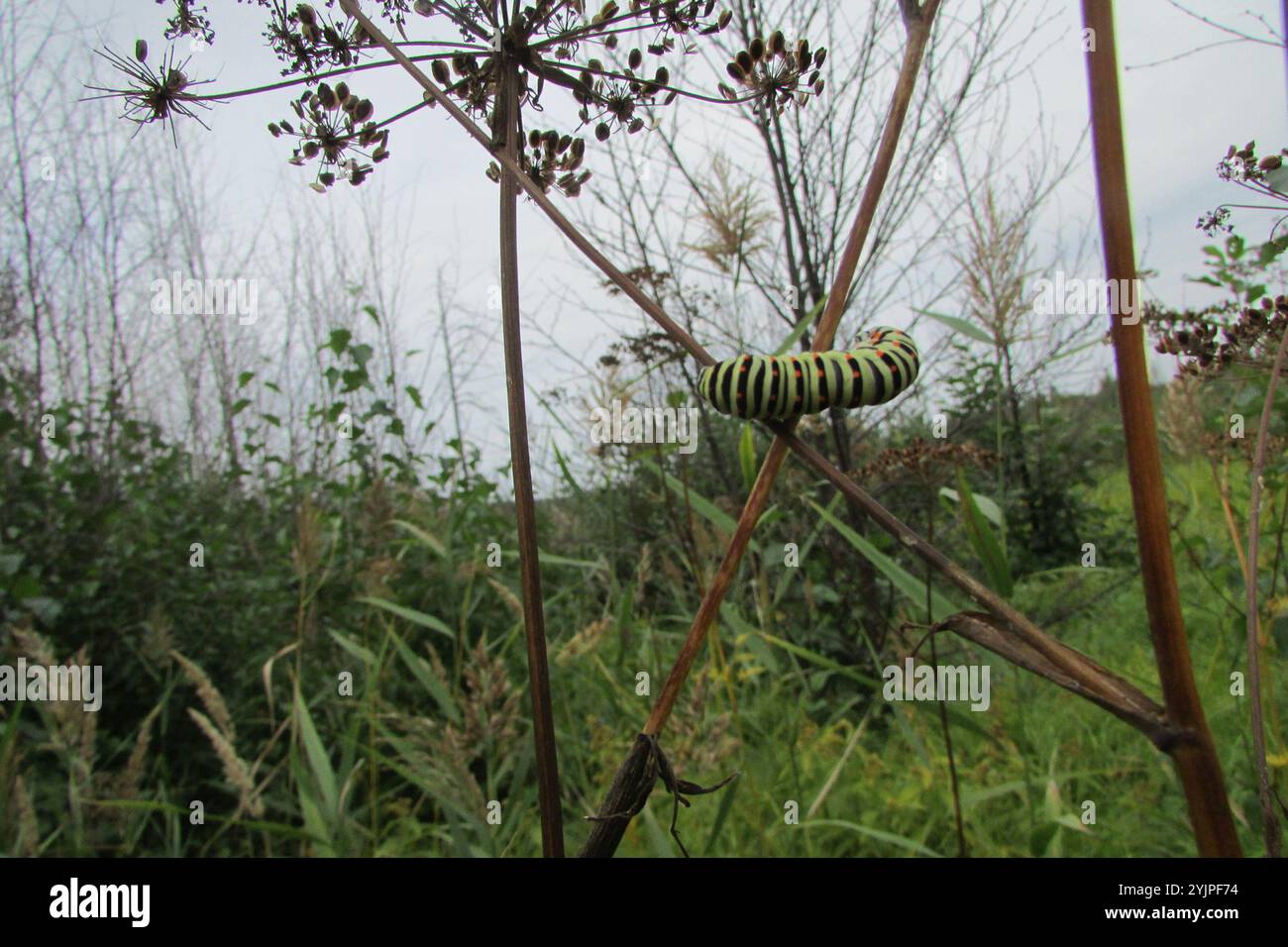 Milk Parsley (Peucedanum palustre Stock Photo - Alamy