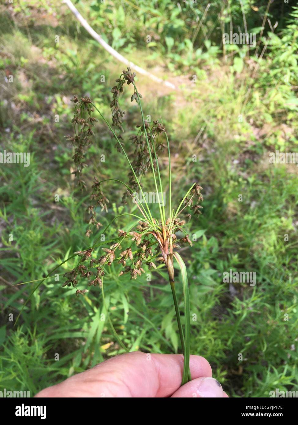 woolgrass (Scirpus cyperinus Stock Photo - Alamy