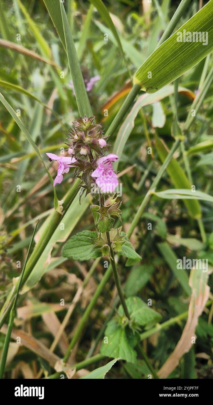 Marsh Woundwort (Stachys palustris Stock Photo - Alamy