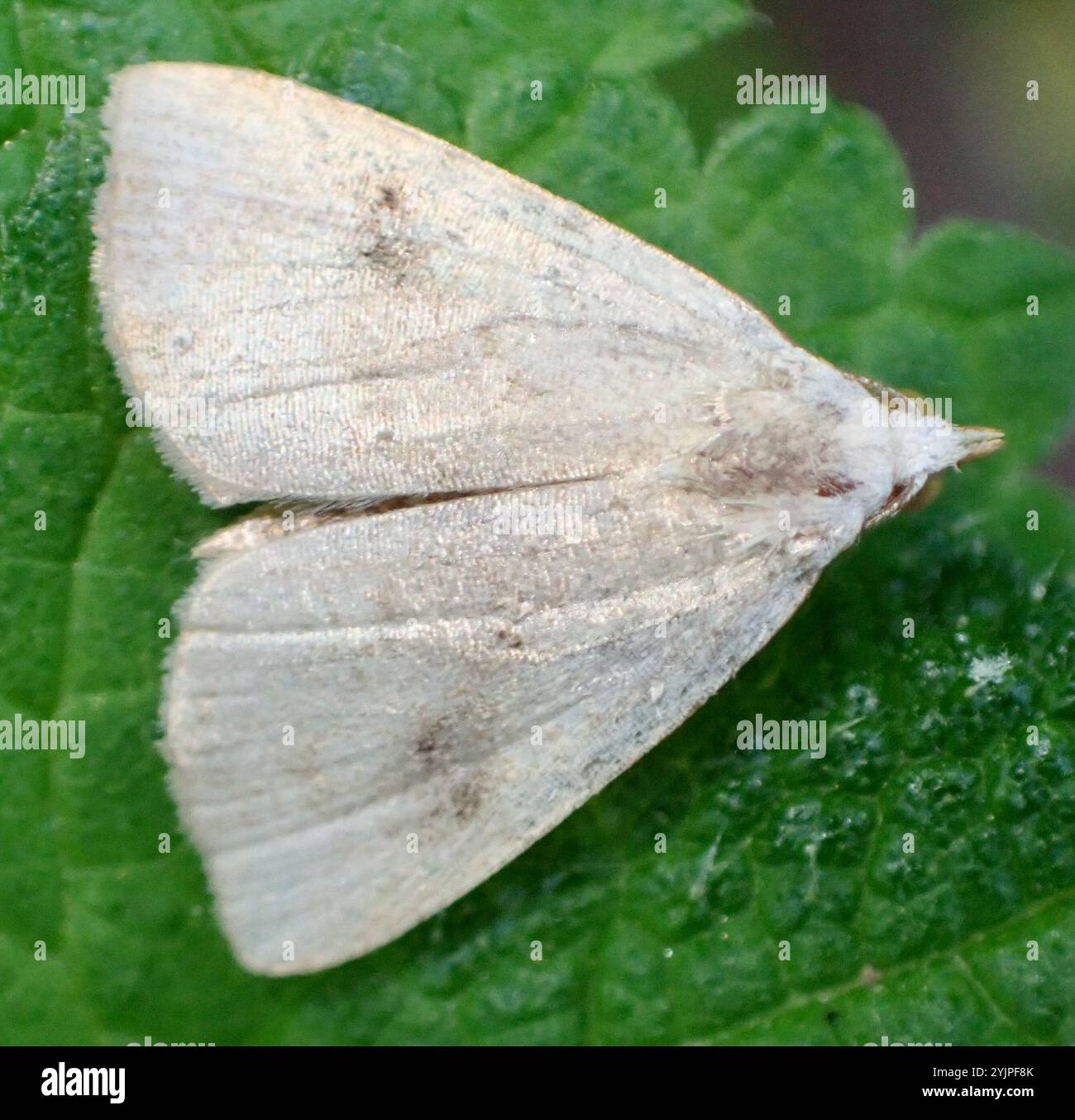 Straw Dot (Rivula sericealis Stock Photo - Alamy