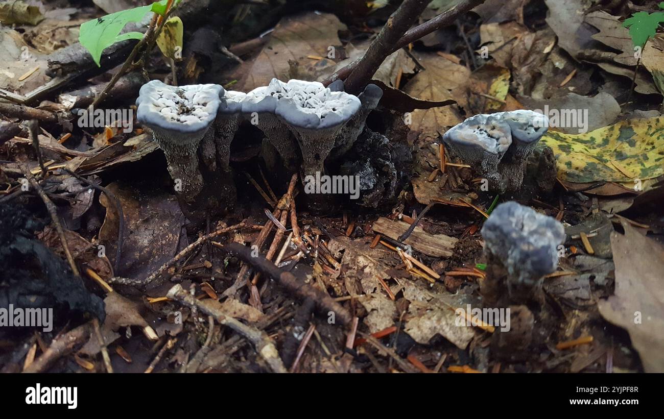 Black Tooth (Phellodon niger Stock Photo - Alamy
