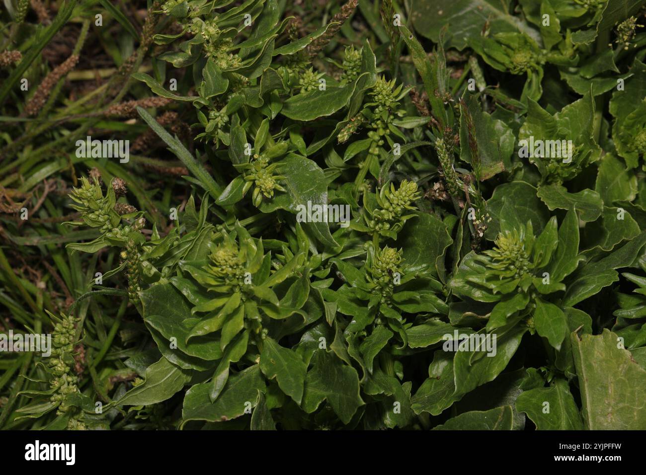 sea beet (Beta vulgaris maritima Stock Photo - Alamy