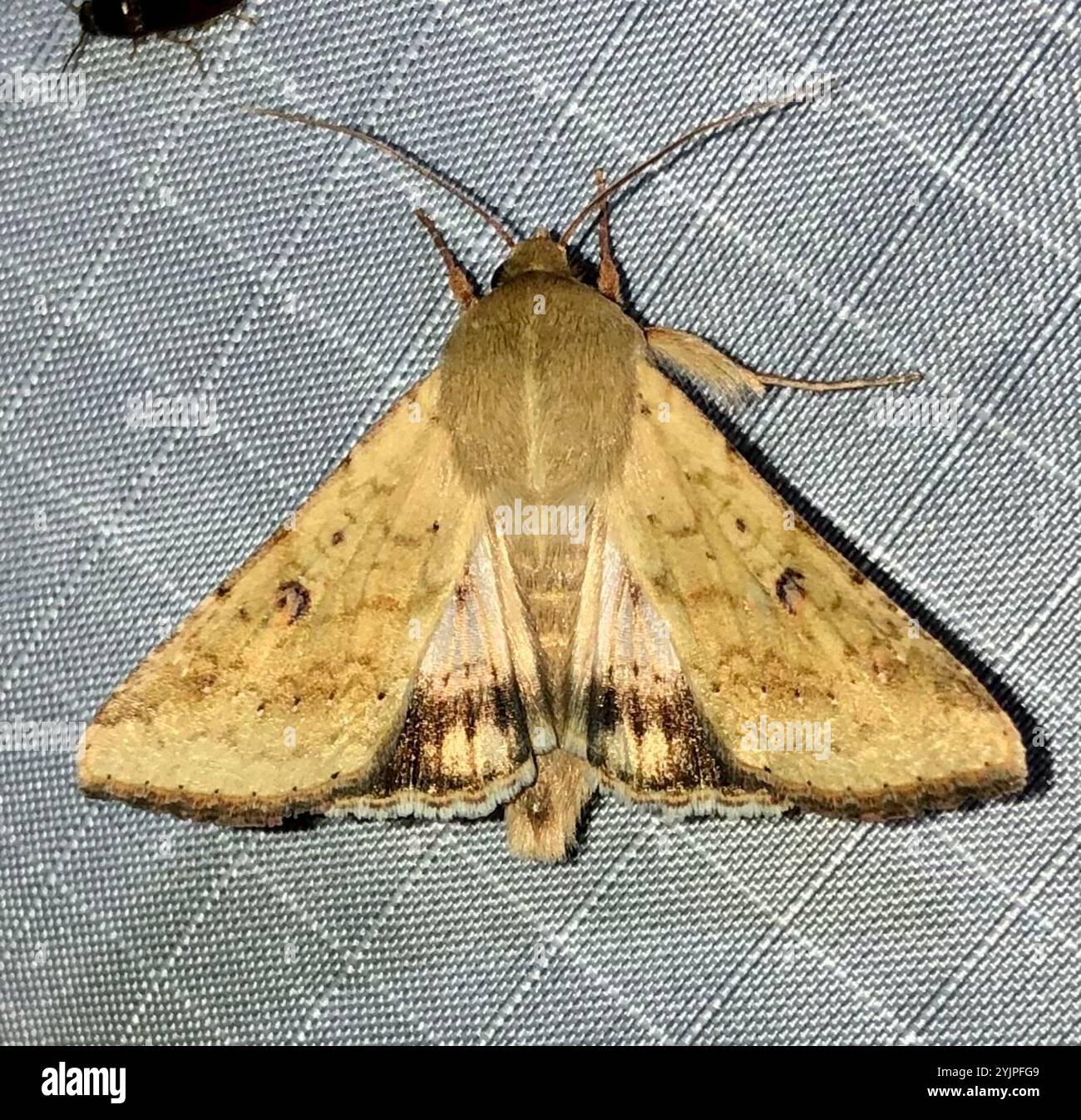 Corn Earworm Moth (Helicoverpa zea Stock Photo - Alamy