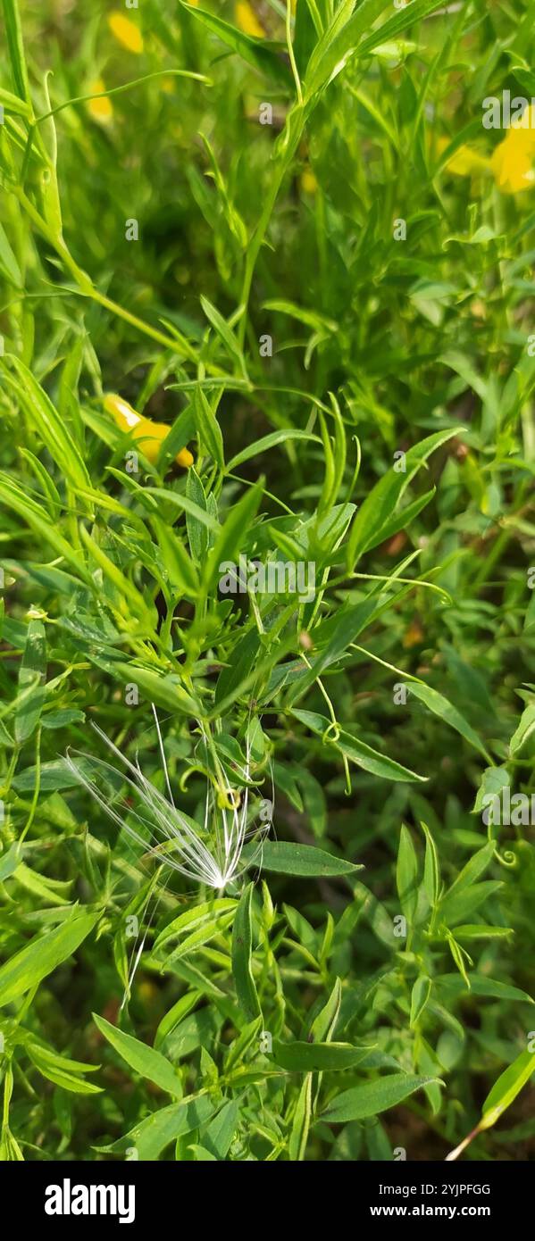 meadow pea (Lathyrus pratensis Stock Photo - Alamy