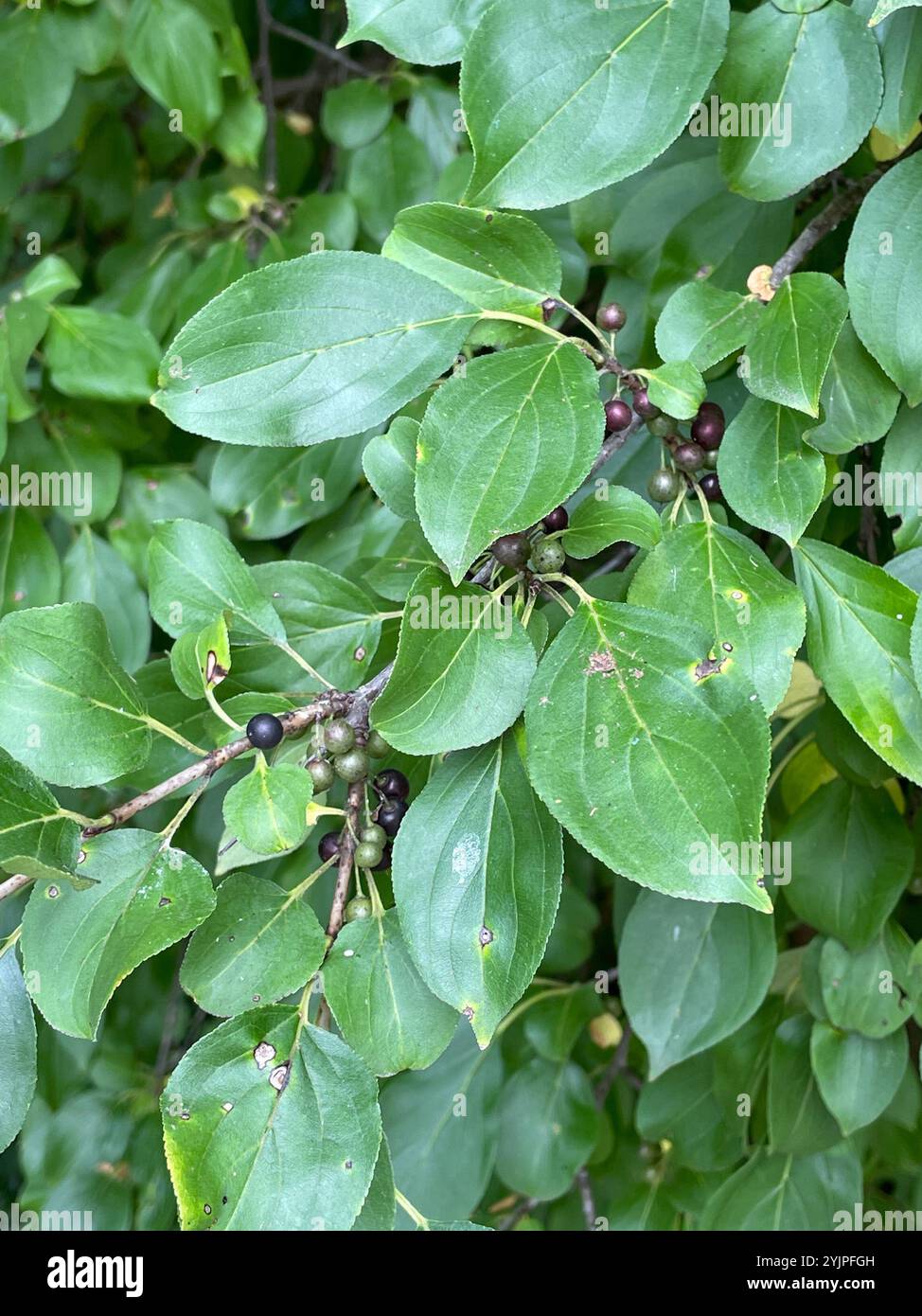 common buckthorn (Rhamnus cathartica Stock Photo - Alamy