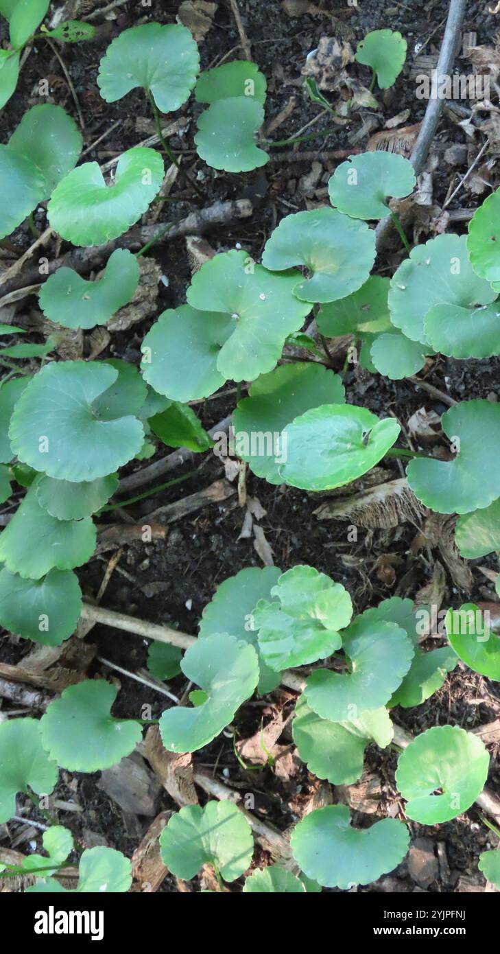 small-flowered buttercup (Ranunculus abortivus Stock Photo - Alamy
