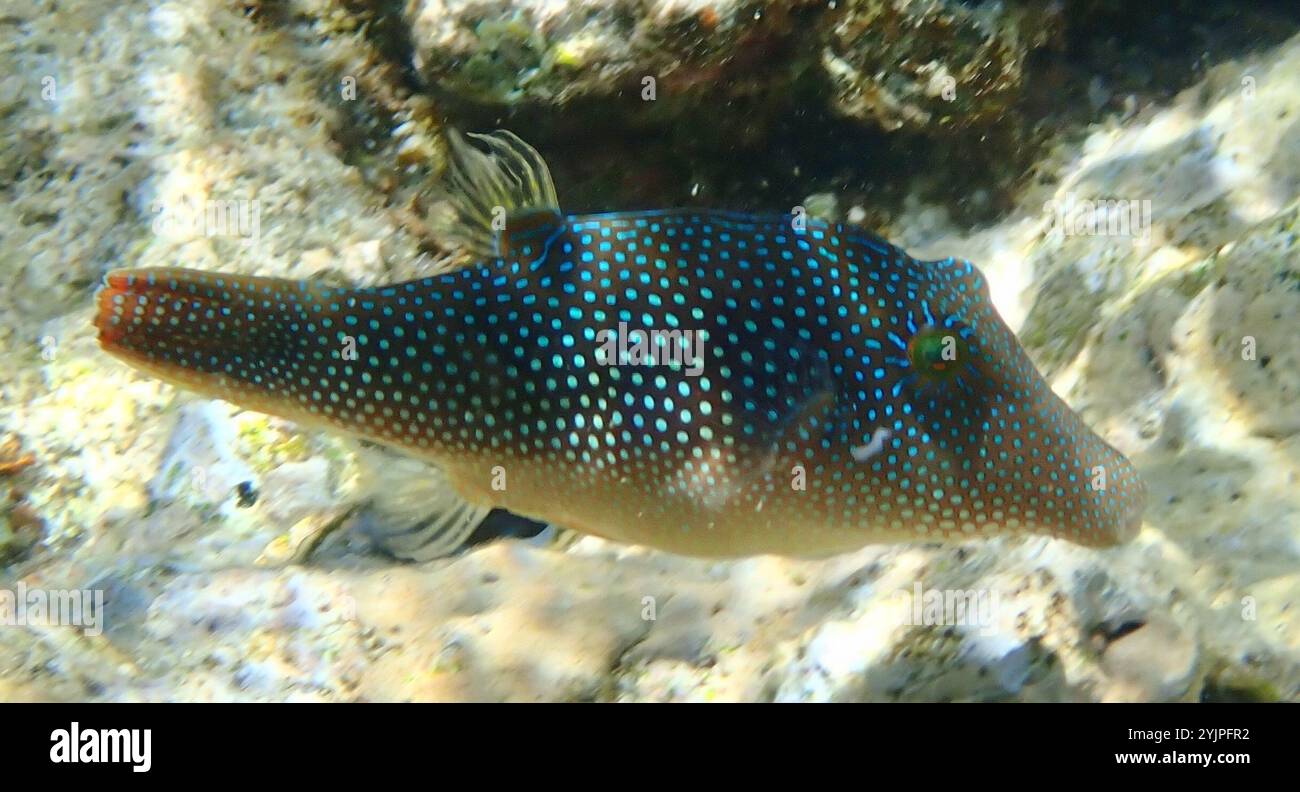 Pearl Toby (Canthigaster margaritata Stock Photo - Alamy