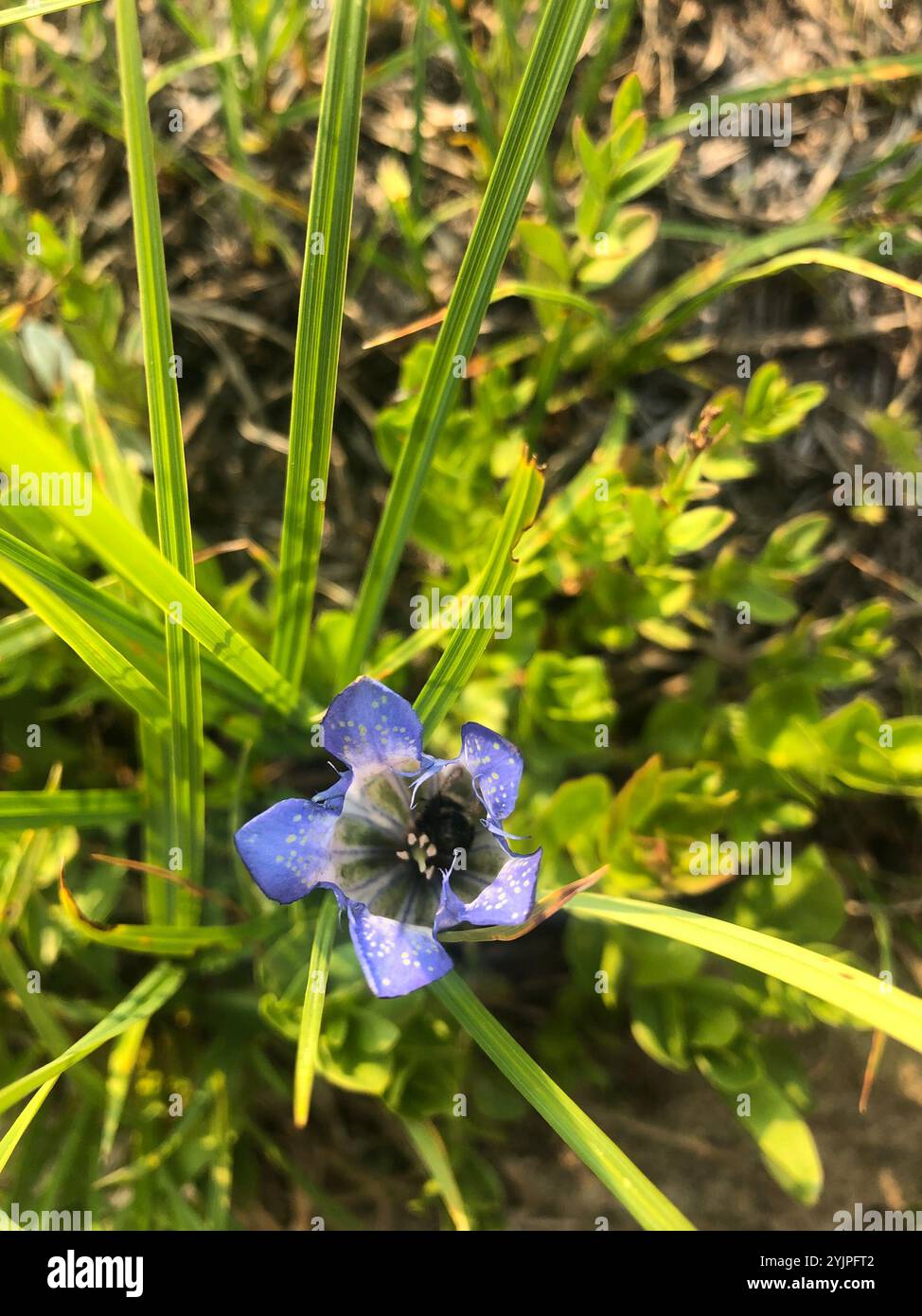 Mountain Bog Gentian (Gentiana calycosa Stock Photo - Alamy