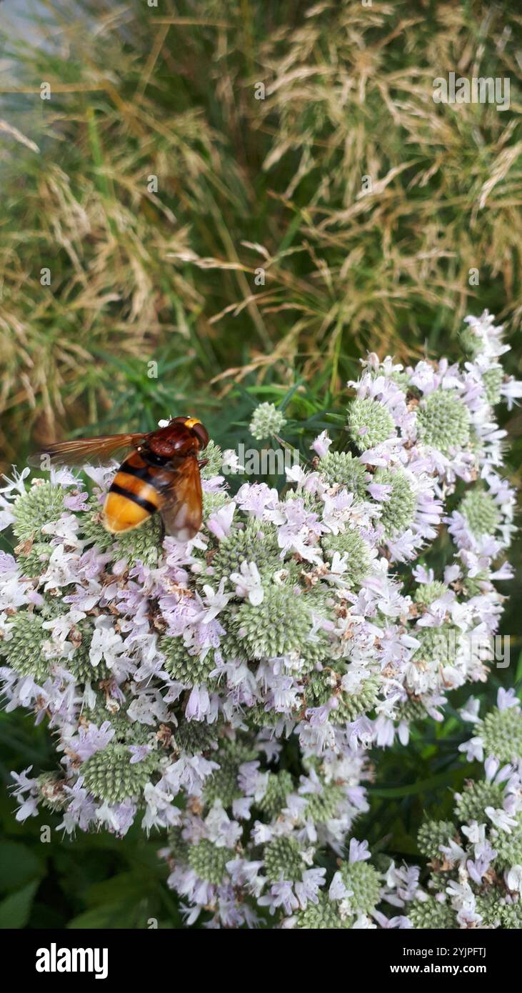 Hornet Mimic Hover Fly (Volucella zonaria Stock Photo - Alamy