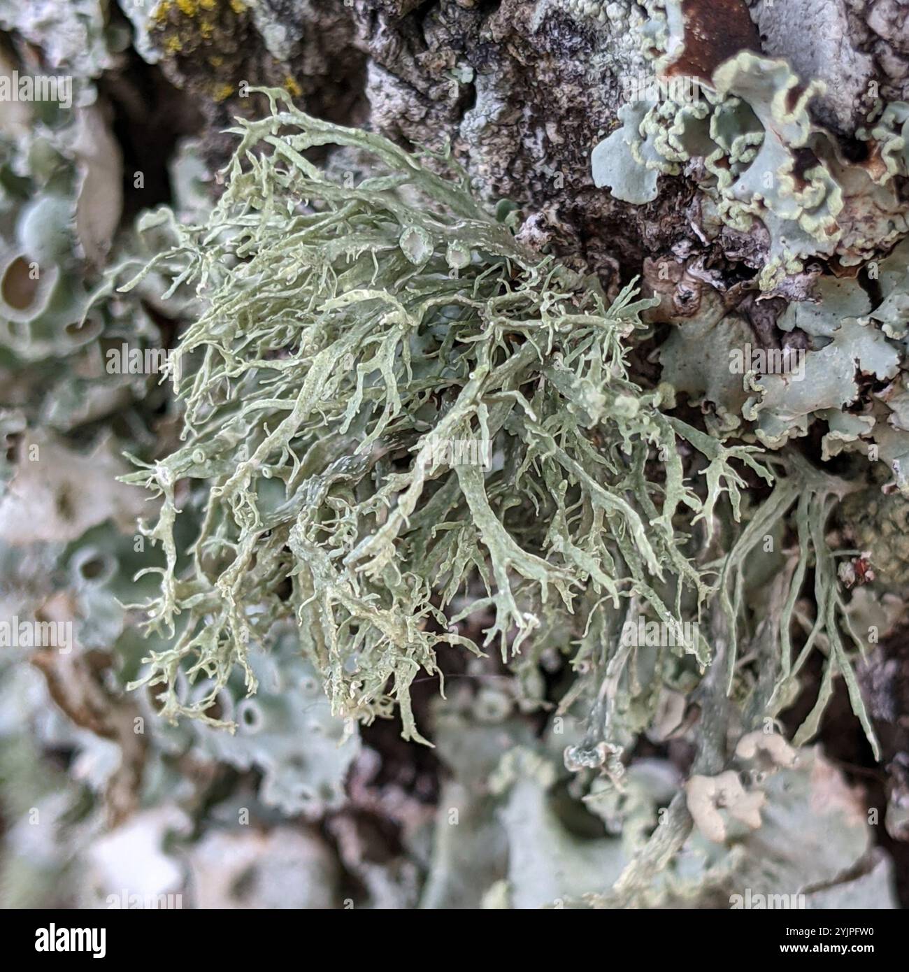 bushy lichens (Ramalina Stock Photo - Alamy