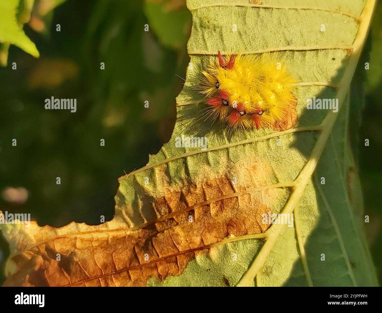 Sycamore Moth (Acronicta aceris Stock Photo - Alamy