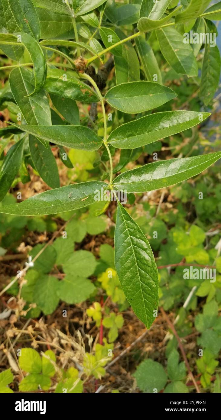 Oregon Ash (Fraxinus latifolia Stock Photo - Alamy