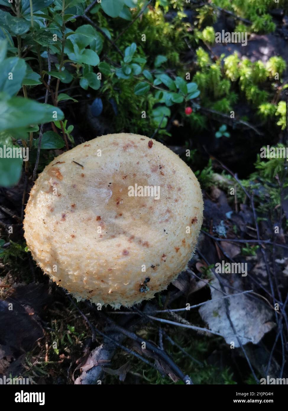 Purple-staining Bearded Milk Cap (Lactarius repraesentaneus Stock Photo ...